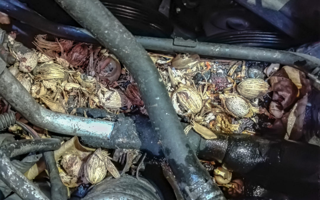 Idle vehicles and rodents: putting your cleaning to the test - Jobber ...